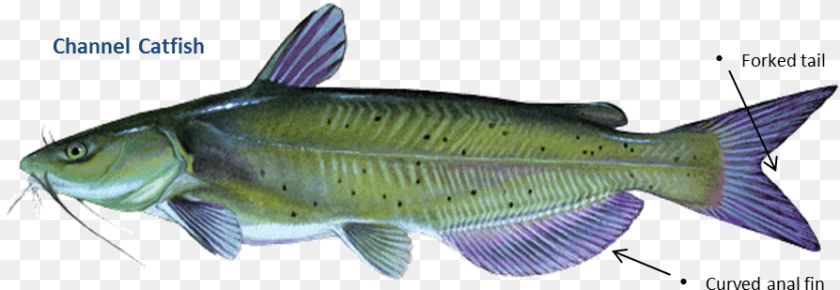 Channel Catfish, Animal, Fish, Sea Life, Cod Sticker PNG - FlyClipart