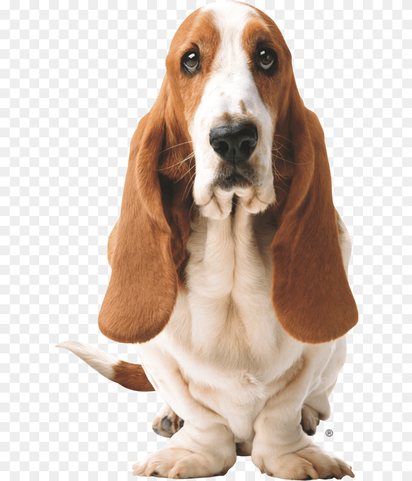 Hush Puppies Logo Hush Puppies, Animal, Canine, Dog, Hound Sticker PNG ...